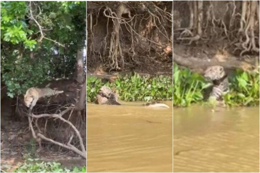 Cena de onça predando jacaré no Pantanal viraliza; veja vídeo - Isso É ...