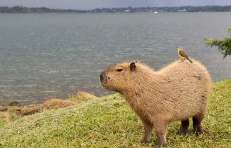Entenda por que a capivara se tornou um ícone cultural no Brasil e no ...